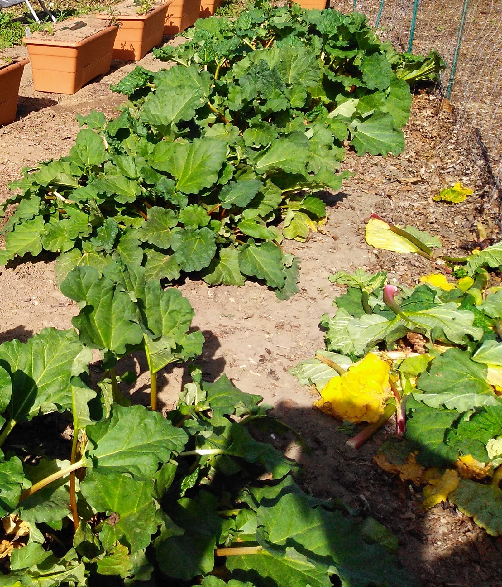 Rhubarb - Basics :: Nationalbreadmuseum